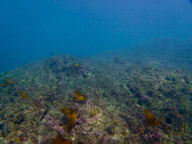 SeaForester - Why SeaForestation - The Problem